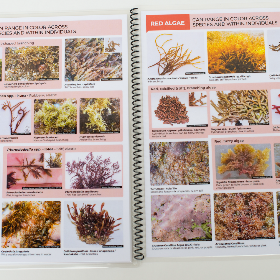 A Field Guide to Hawaii's Coastal Organisms: Algae and Invertebrates ...